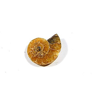 XUETZALCOATL Vidishah Sudarshan Shaligram 1.5cm - 2.5cm from Kali Gandaki 1 pcs