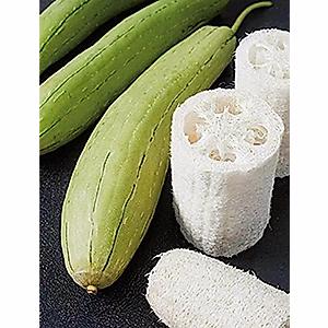 VAACNEE 30 Seeds of Loofah Gourd Sponge (Luffa Aegyptiaca) Annual Plant