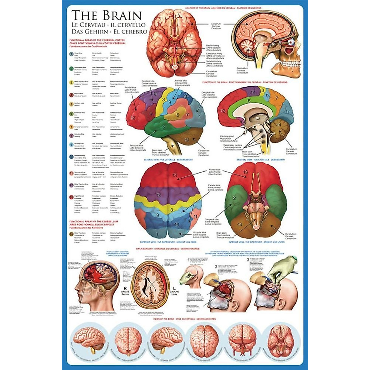 EuroGraphics Laminated The Brain Anatomy Science Chart Print Poster 24X36, Study Room