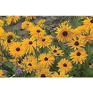 Burpee Double Gold Gloriosa Daisy Seeds 100 seeds