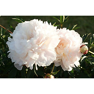 Peony Seeds, 50+ Cotton Candy Peony Mix Seeds for Planting, Flower Seeds for Planting