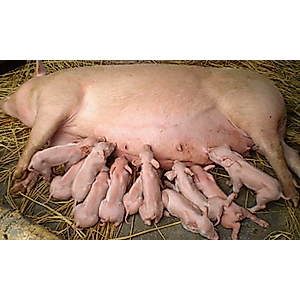 PHOTONIC20% 100 ML. BEST PET Vitamins Mineral Multi Vitamin Supplement Electrolytes Help Restore Urgently Animal Pet Care Nourish Blood Body Immunity Healthy Dog Cat Horse Pig Cattle Rooster Booster