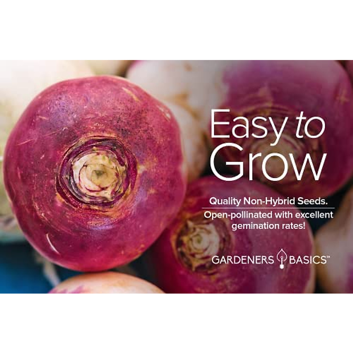 Turnip Seeds for Planting (Purple White Top Globe) Heirloom, Non-GMO Vegetable Variety- 1 Gram Seeds Great for Summer, Fall and Winter Gardens by Gardeners Basics