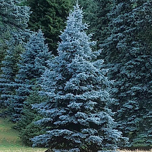 Colorado Blue Spruce Seeds for Planting Bonsai Tree Seeds Non GMO Heirloom for Privacy or Landscaping 50+