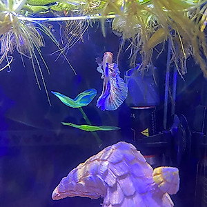 3 Pack Betta Fish Hammock Plant Leaf Pad Fish Spawning Grounds Breeding Resting Bed