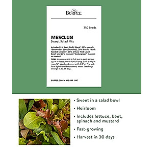 Burpee Sweet Salad Mix Mesclun Seeds 750 seeds