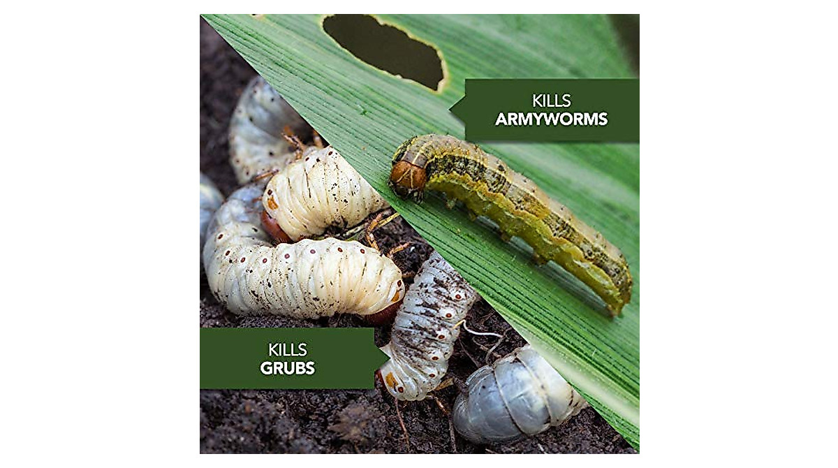 BioAdvanced Insect Killer for Soil & Turf | 20 lb Granules