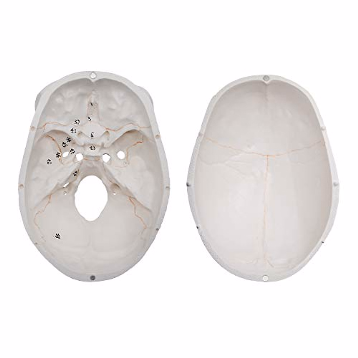 EISCO Numbered Human Skull Model - Medical Quality - 3 Parts w/Removable Calvaria, Articulated Mandible, Painted Sutures, 55 Numbered Features - Anatomy Skull, Plastic Skull Replica, Life Size Skull