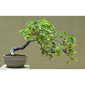 Asian Pear 10 Seeds - Chinese Sand Pear Seeds, Pyrus Pyrifolia Seeds, Edible Fruit Tree Seeds for Planting, Asian Pear Tree Plant Fast Growing, Asian Fruit Tree Seeds