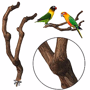 kathson Natural Parrot Perch Bird Stand Pole Wild Grape Stick Paw Grinding Fork Parakeet Climbing Standing Branches Toy Chewable Cage Accessories for Small Budgies Cockatiels Lovebirds 2PCS
