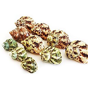 Select 10 Hermit Crab Shells Turbo Changing Seashells Small-Medium 1"-2" Size (Opening Size 5/8" - 1") Beautiful