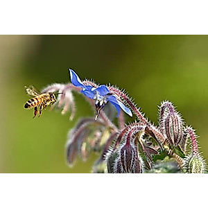 Sow Right Seeds - Borage Seed to Plant - Non-GMO Heirloom Seeds - Full Instructions for Easy Planting and Growing a Kitchen Herb Garden, Indoors or Outdoor; Great Gardening Gift (1)