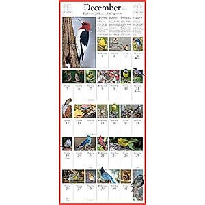Audubon Songbirds and Other Backyard Birds Picture-A-Day Wall Calendar 2021
