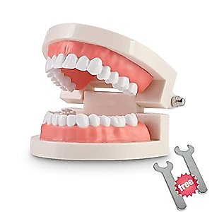 1 Pack Standard Teeth Model Adult Standard Typodont Demonstration Denture Model for Kids Dental Teaching, Clean Display, Education, Study (No Wisdom Teeth)(with 2 Fixed Wrench)
