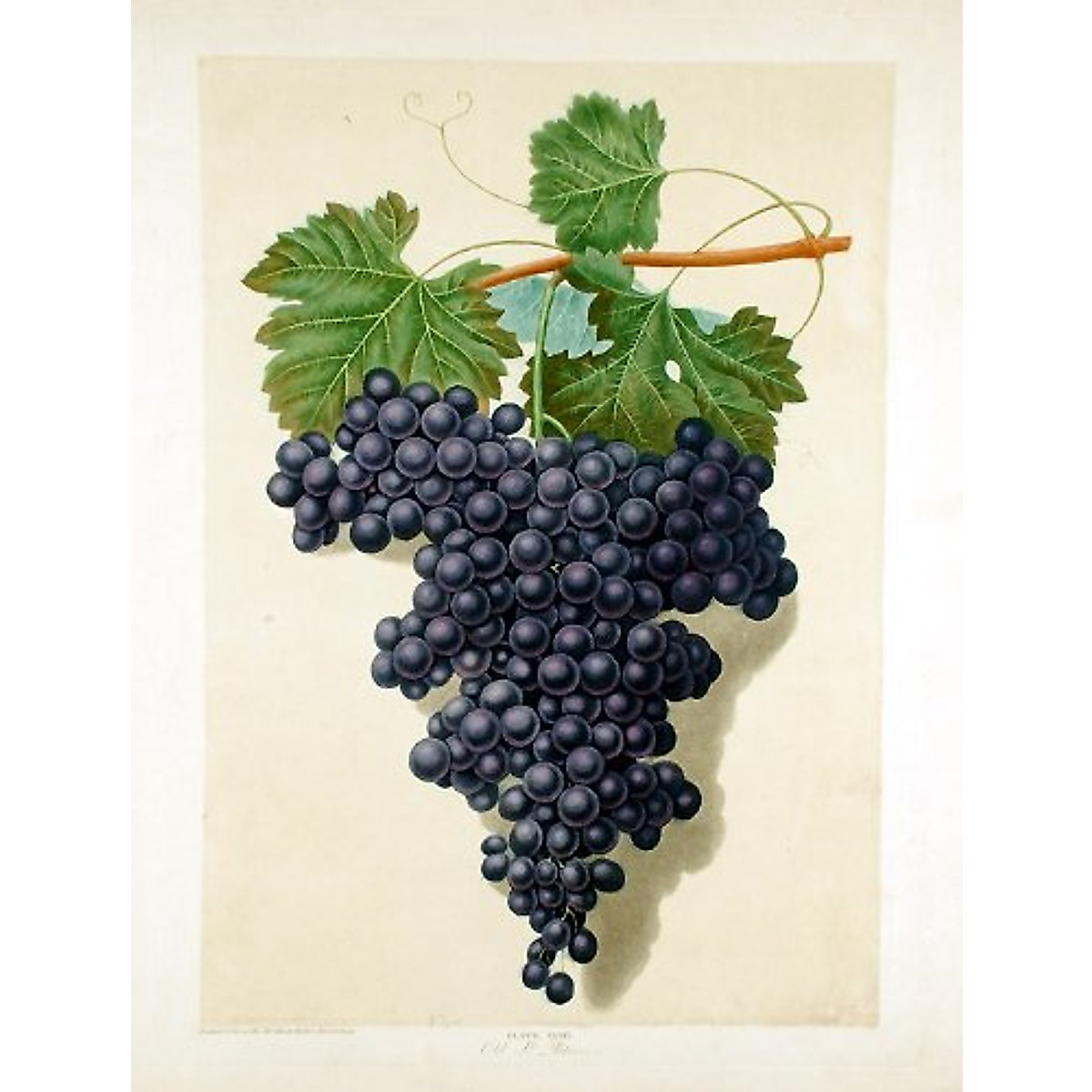 [Grapes] Old St. Peter Grape