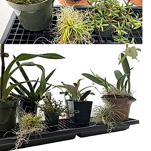 Humidity Tray Indoor Plant Stand Growing Tray for Bonsai, Orchids, Other Plants
