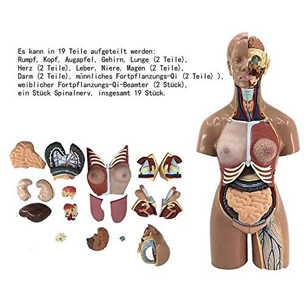 55cm Human Torso Body Model Anatomy Assembly Anatomical Internal Organs Models Teaching Education Resources,19pcs Assembled Model