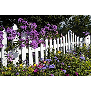 10000+ Perennial Mix Wildflower Seeds 16 Assorted Varieties of Heirloom Flower -1oz Zinnia Poppy Crimson Clover Milkweed Lupine Marigold Mexican Hat Sage Nasturtium