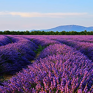 5000+ Provence Lavender Seeds Non-GMO Heirloom Garden Home for Planting, Blue