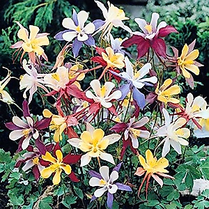 200+ Columbine McKana Giants Flower Seeds, Perennial, Aquilegia caerulea, Colorful, Attracts Bees and Hummingbirds! from USA