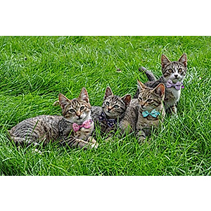 IDOLPET 4PCS Cat Collar Small Floral Cat Collar Safety Quick Release with Bell Cat Collar Adjustable Cat Collar with Bowtie for Cat Pup Kitty