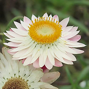 Everlasting Flower Seeds Paper Daisy, Strawflower Low Maintenance Cut Flowers Annual Perennial Rock Garden Cottage Garden Bed Border Outdoor 100Pcs by YEGAOL Garden