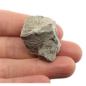 6PK Raw Gray Limestone, Sedimentary Rock Specimens - Approx. 1" - Geologist Selected & Hand Processed - Great for Science Classrooms - Class Pack - Eisco Labs