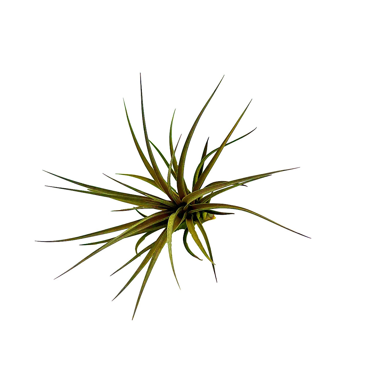 ragnaroc Air Plants - Flowering Tillandsia Stricta Large 5" - 1ct - Live Arrival Guaranteed - House Plants for Home Decor & Gift