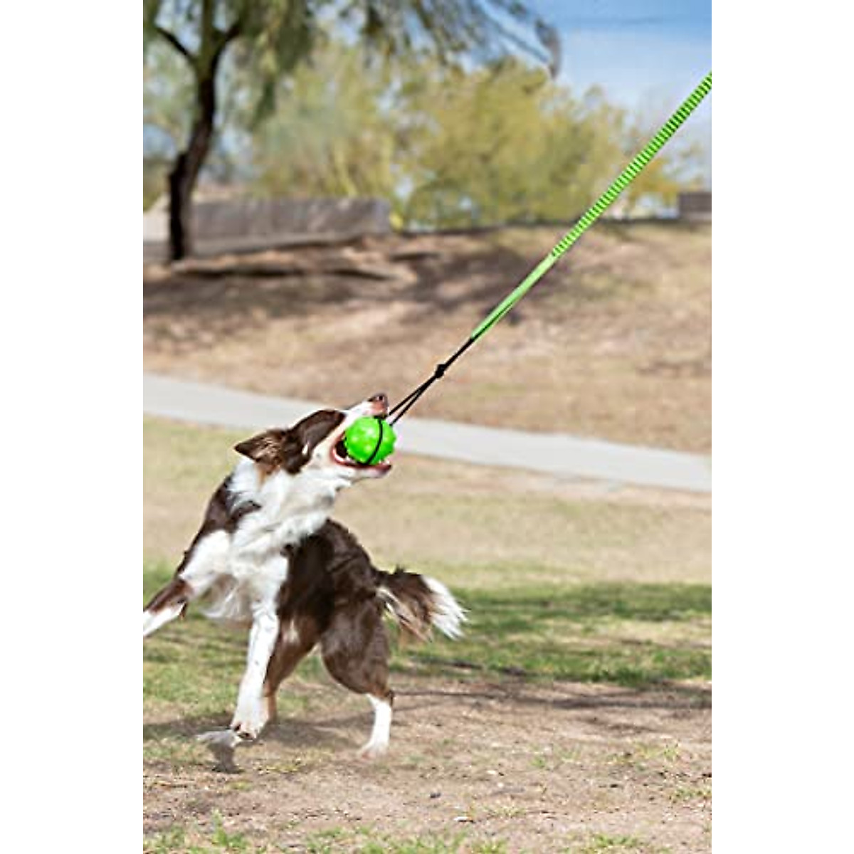 Jolly Pets Tree Tugger For Dog, Green
