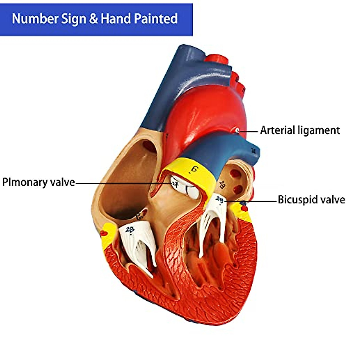Veipho Heart Model, Heart Model Anatomy with Stand, Human Heart Models Anatomy Life Size, 2-Part Human Heart Model, Heart Model Anatomy, 34 Accuracy Numbers for Anatomical Structures