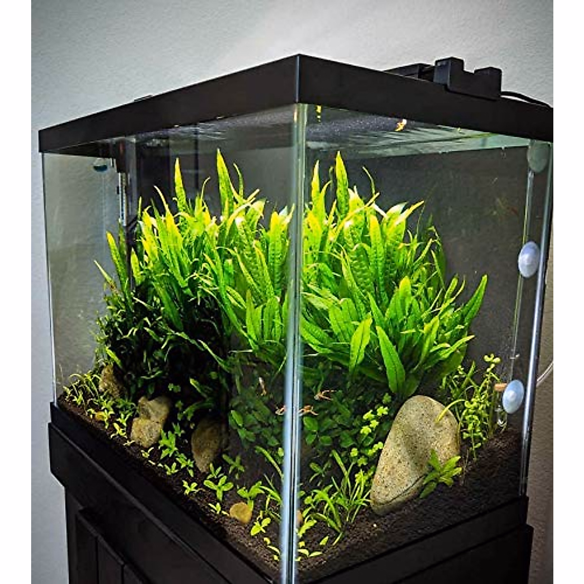 Mainam Java Fern Planted on Driftwood Microsorum Pteropus Freshwater Easy Low Light Live Aquarium Plant Decorations 3 Days Guarantee