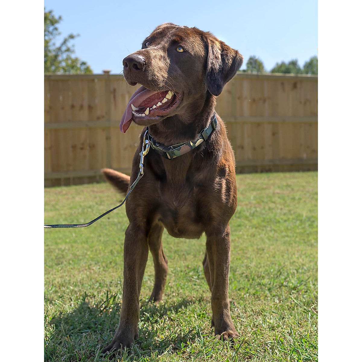 Country Brook Petz - Deluxe Woodland Camo Dog Collar - Made in The U.S.A. - Camouflage Collection Featuring Rugged Designs (1 Inch, Extra Large)