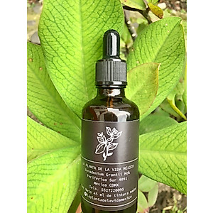 La Planta De La Vida Mexico, Tintura Madre de Lechero Africano