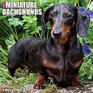 Just Mini Dachshunds 2021 Wall Calendar (Dog Breed Calendar)