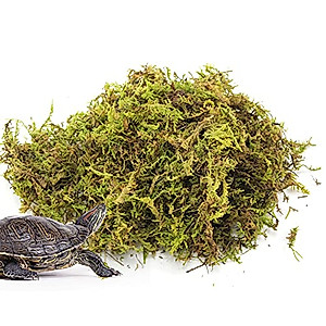 Hamiledyi Reptile Forest Moss,Premium Sphagnum Moss Reptile Terrarium Substrate Moss Bedding for Bearded Dragon Lizard Chamelon Gecko Iguana Snake Tarantula(100g/3.5 Oz)