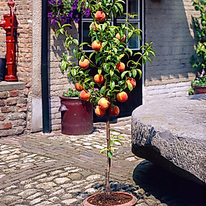 Bonanza Peach Seeds Large Fruit Sweet Delicious Flavor Juicy Ornamental Self-Pollinating Patio Container Garden Indoor Outdoor 10Pcs Fruit Tree Seeds by YEGAOL Garden