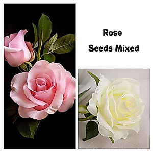 500+ Mixed Rare Rose Seeds Multicolored Flower Non-GMO Heirloom Garden Home for Planting to Grow