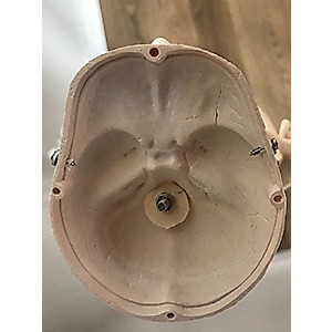 Anatomical Human Skeleton Model - 1/2 Life Sized - 85 cm with Metal Base