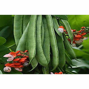 Scarlet Runner Pole Bean Seeds for Planting, 25+ Heirloom Seeds Per Packet, (Isla's Garden Seeds), Non GMO Seeds, Botanical Name: Phaseolus coccineus, Great Home Garden Gift