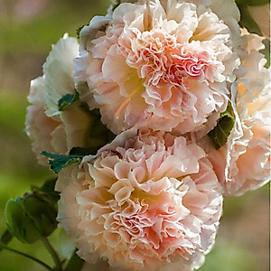 Hollyhock Seeds - Majorette Double Champagne - Packet - Pink Flower Seeds, Heirloom Seed Attracts Bees, Attracts Butterflies, Attracts Hummingbirds, Attracts Pollinators, Easy to Grow & Maintain