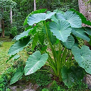 2 Elephant Ear -Colocasia esculenta-(Bulbs Size 5-7) Give Your Garden a Tropical Look.