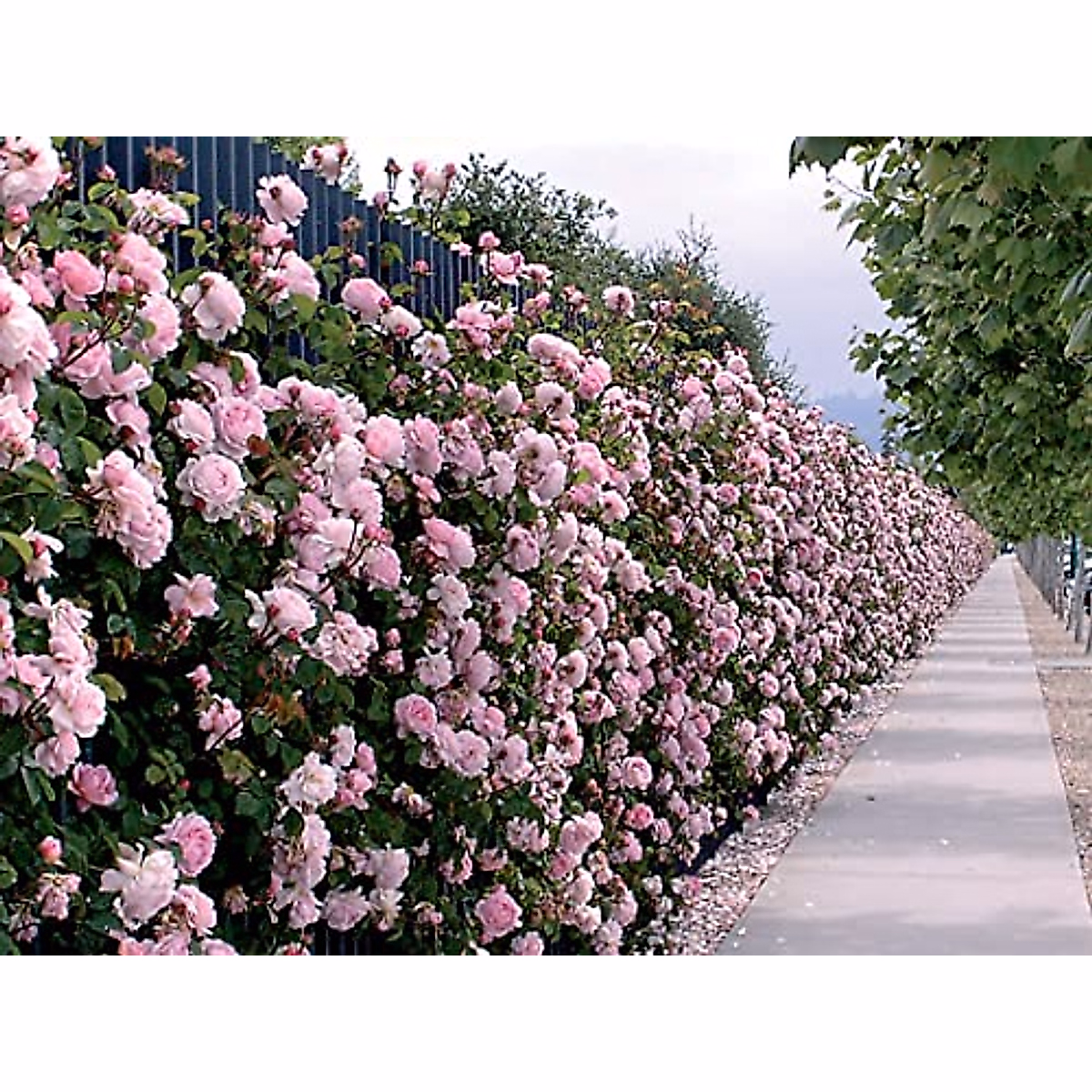 20 Pink Climbing Rose Seeds for Planting Roses Flowers Seed Spring
