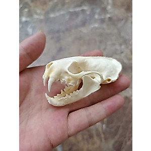 HOT 1/2/3/5/10 pcs Real Animal Skull Specimen Taxidermy Cleaned Skull Collection Fox, cat, Mink, Crocodile, Dog, Raccoon, Snake, Rabbit, Goat ，Muskrat，Nutria，Fox's paw (1pcs,Mink)