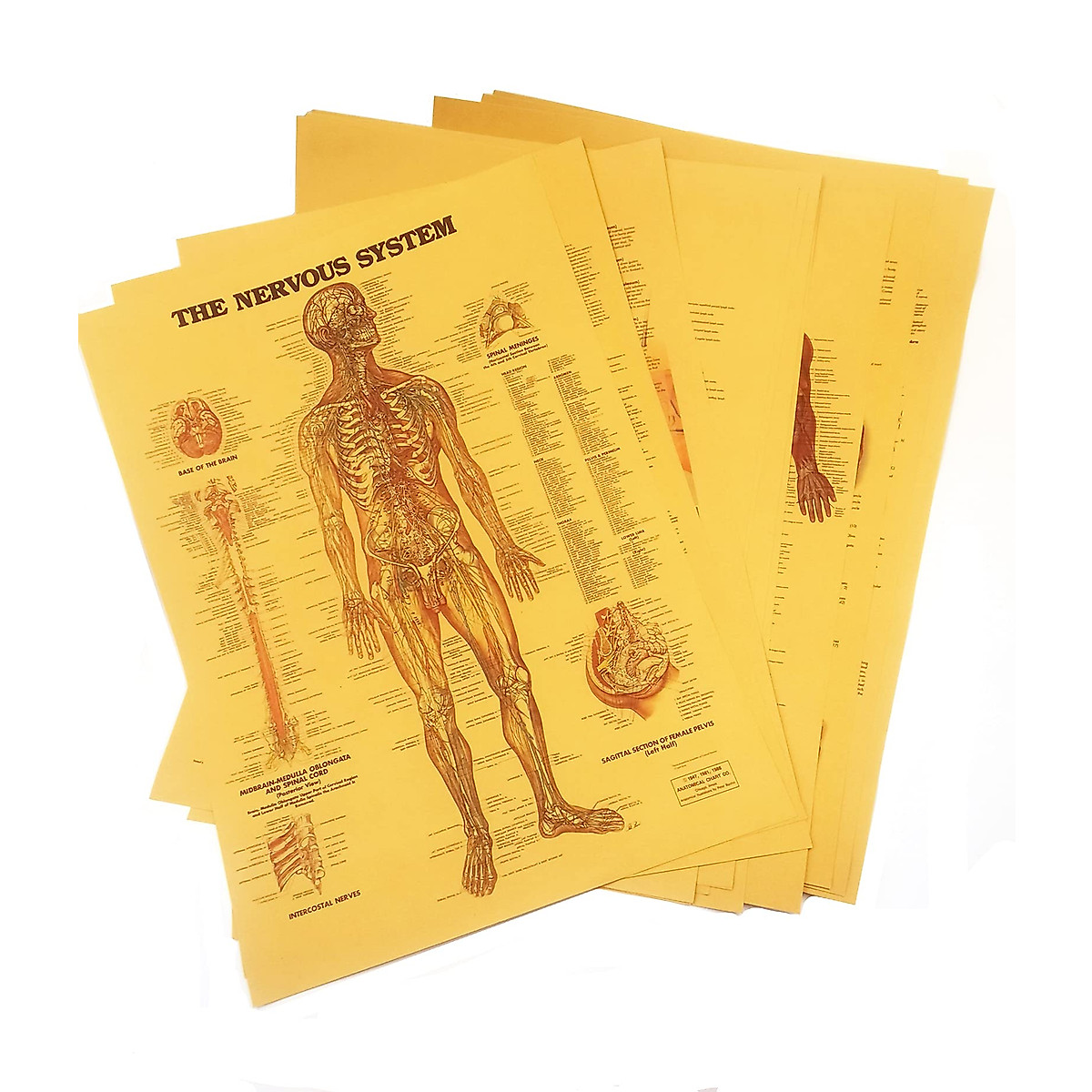 HUAHA Vintage Anatomical Poster Set - Photos Wall Decor - Anatomical Medical Art Set of 12 (16.5 inches x 12 inches)