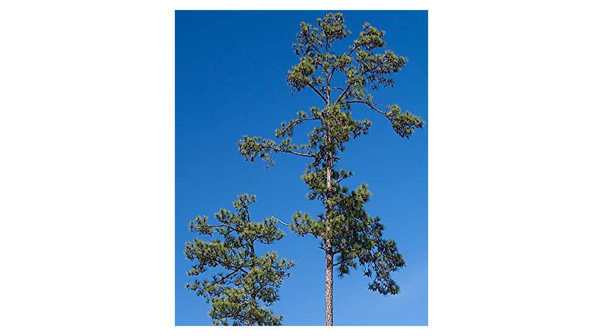 Loblolly Pine Trees | Fast-Growing Shade & Privacy Plants