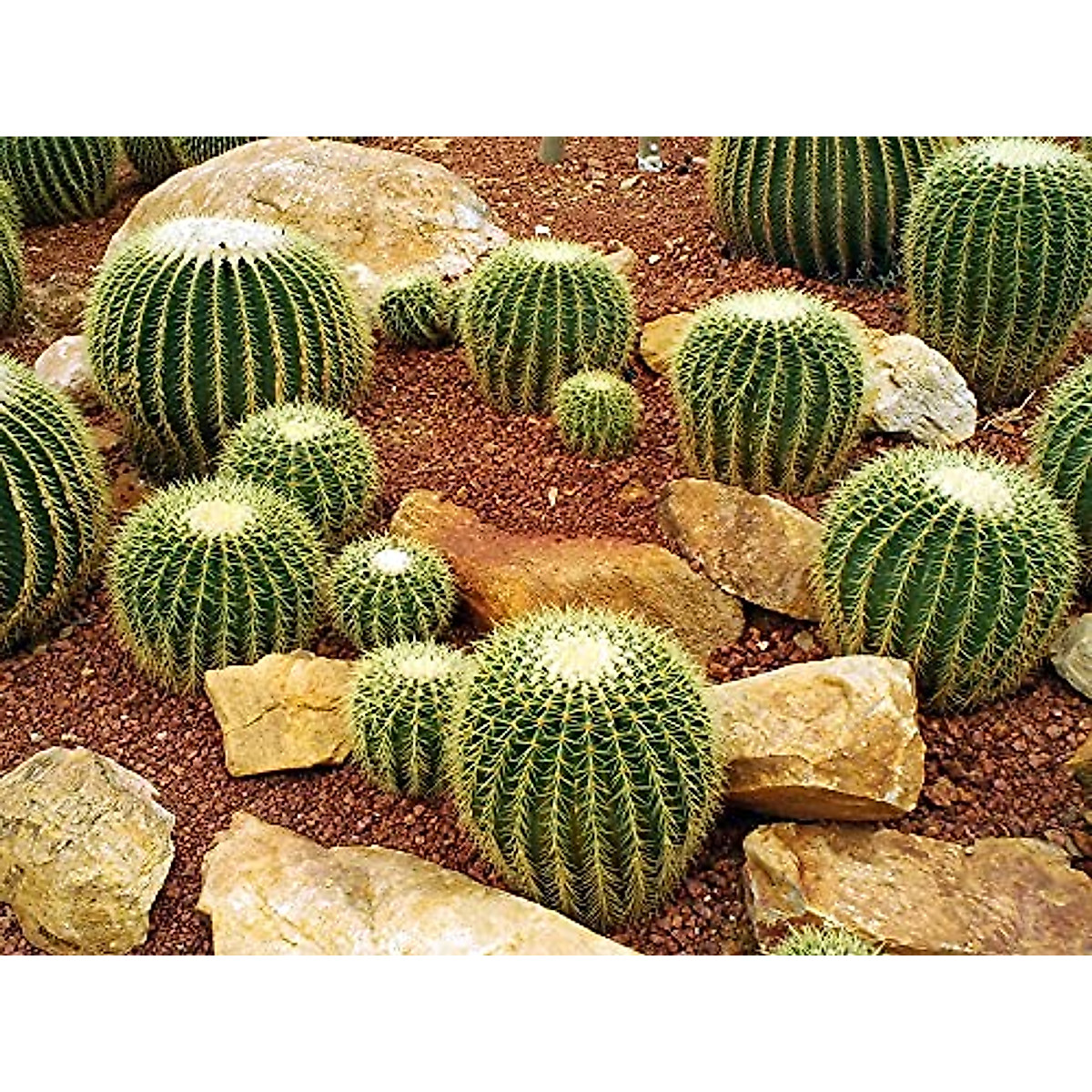Golden Barrel Cactus Seeds - 25 Seeds -Echinocactus grusonii - Ships from Iowa, USA - Grow Exotic Succulent Cacti Bonsai