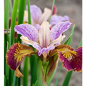 CHUXAY GARDEN Mixed Iris Sibirica-Siberian Iris,Siberian Flag 20 Seeds Blue Red White Purple Herb All Season Ornamental Plant Seed Temperate Regions Growing Planting Easy to Grow & Maintain