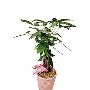Money Tree Braided Bonsai in Tall 6" Ceramic Pot