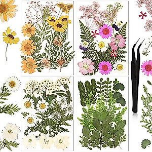 Nuanchu Pressed Flowers Resin Flowers for Resin Mold, Real Daisy Dried Flower Leaves Natural with Tweezers for Scrapbooking DIY Candle Accessories Jewelry Crafts Making (Fresh Style)