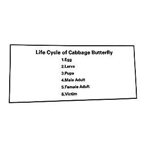 Lifecycle of a Cabbage Butterfly Paperweight Science Classroom Specimens for Science Education